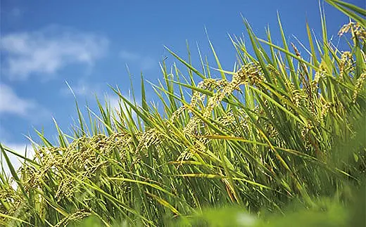 《令和8年1月発送》 【ふるさとの極み】 山形県 置賜産 はえぬき 10kg (5kg×2袋) 山形県 南陽市 [1918-1] ｜ ふるさと ...